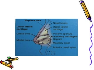 Surgical Anatomy Of The Nose | PPT