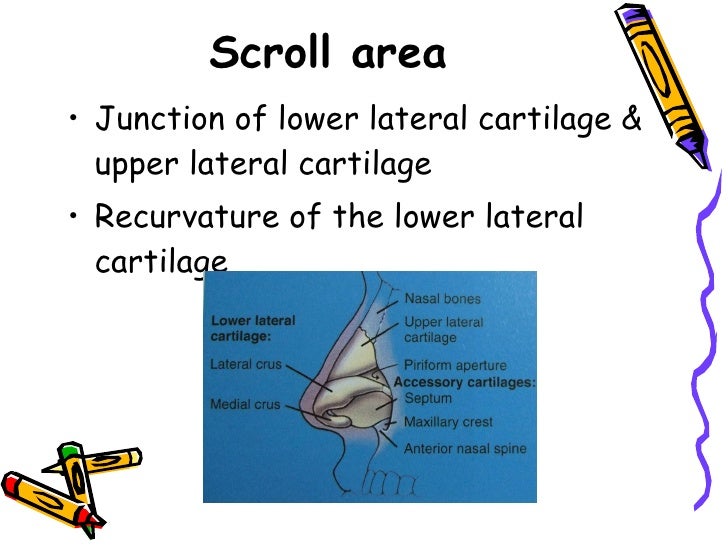 Surgical Anatomy Of The Nose