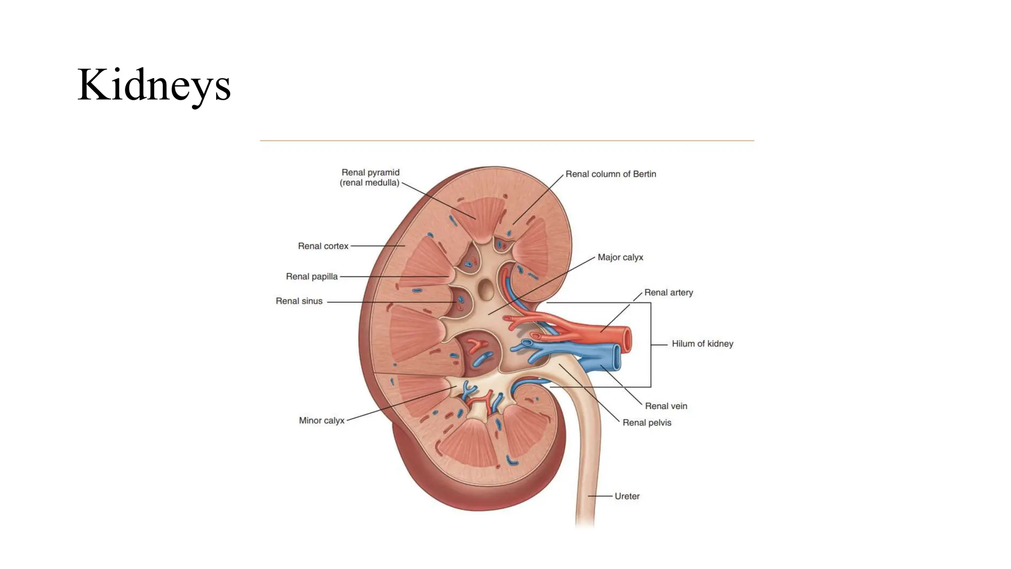 SURGICAL ANATOMY OF THE RETROPERITONEUM, ADRENALS, KIDNEYS AND URETERS.pptx