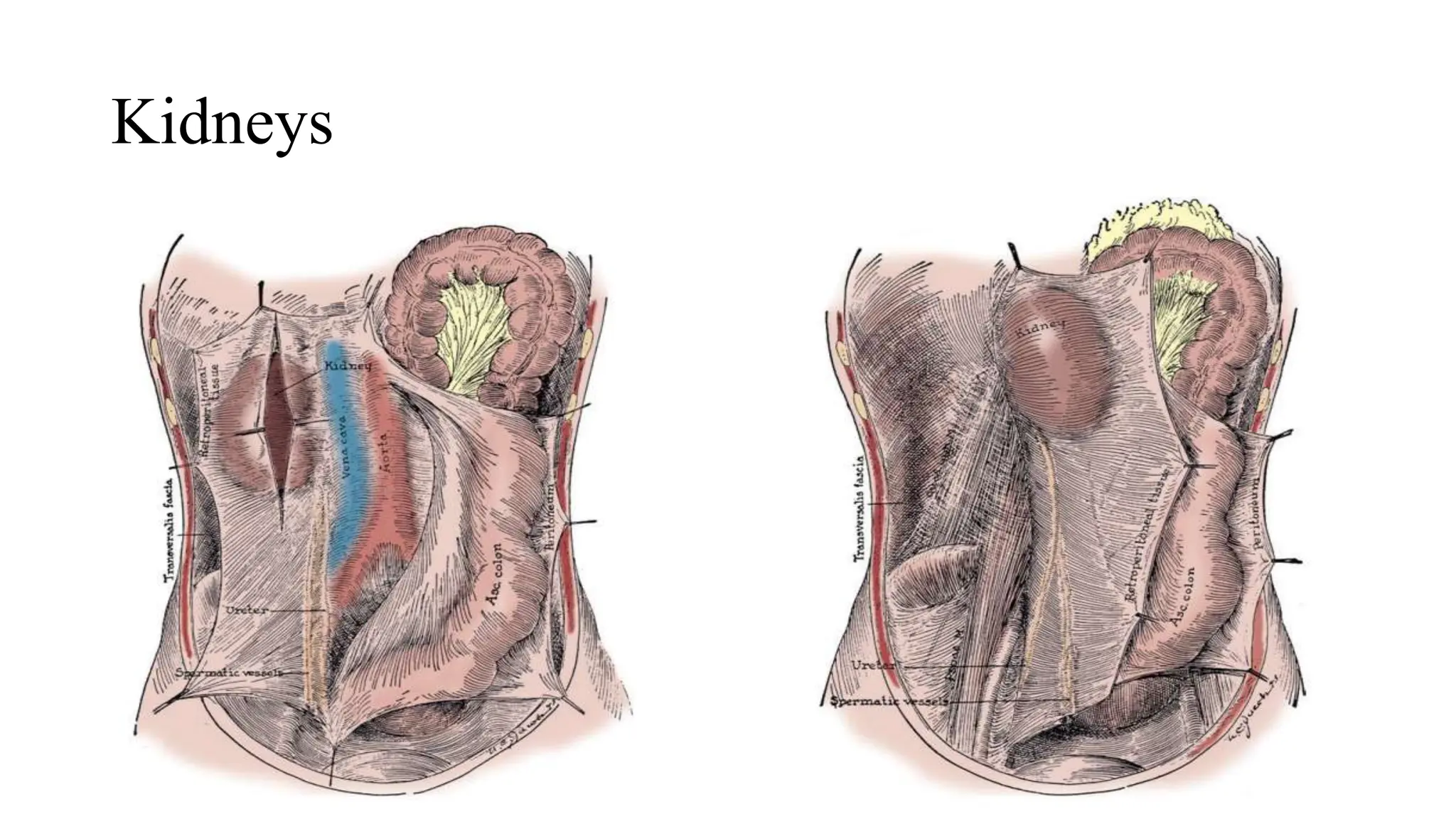 SURGICAL ANATOMY OF THE RETROPERITONEUM, ADRENALS, KIDNEYS AND URETERS.pptx