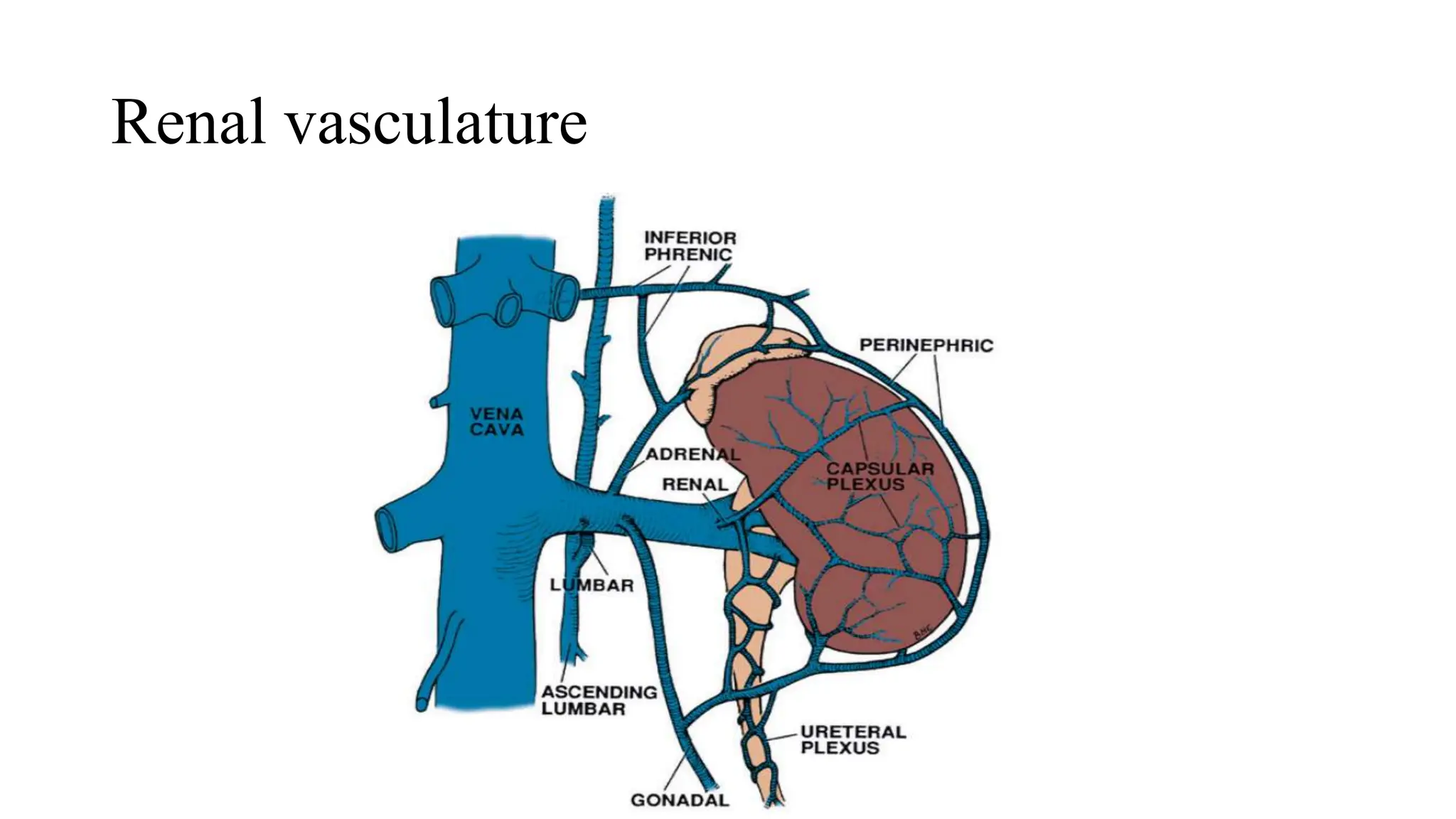 SURGICAL ANATOMY OF THE RETROPERITONEUM, ADRENALS, KIDNEYS AND URETERS.pptx