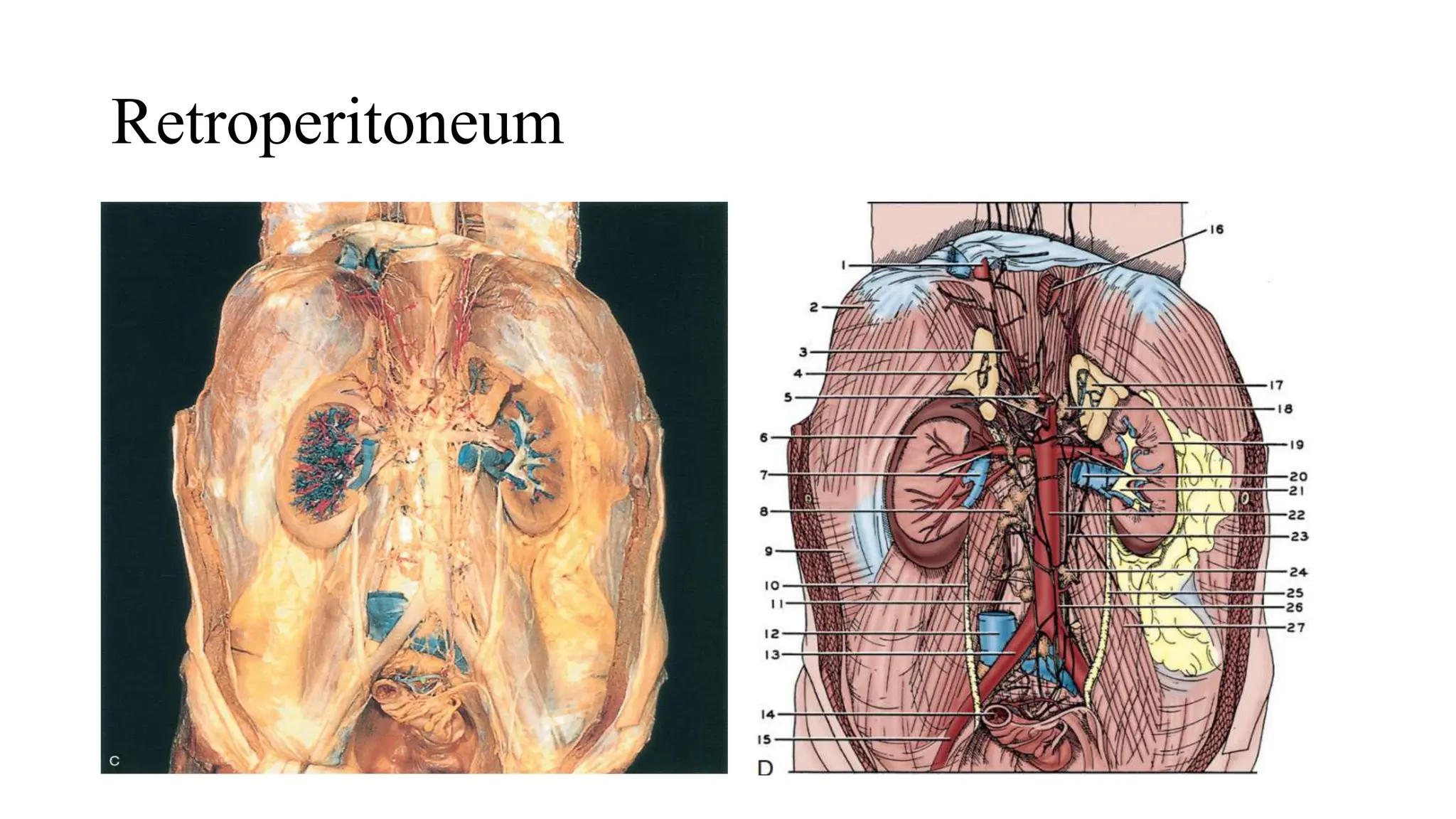 SURGICAL ANATOMY OF THE RETROPERITONEUM, ADRENALS, KIDNEYS AND URETERS.pptx