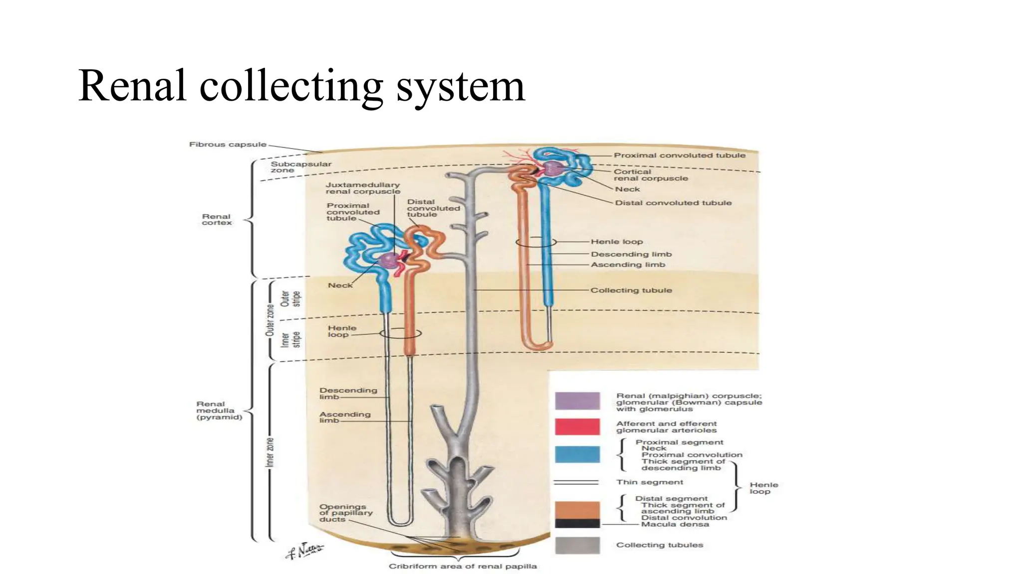 SURGICAL ANATOMY OF THE RETROPERITONEUM, ADRENALS, KIDNEYS AND URETERS.pptx