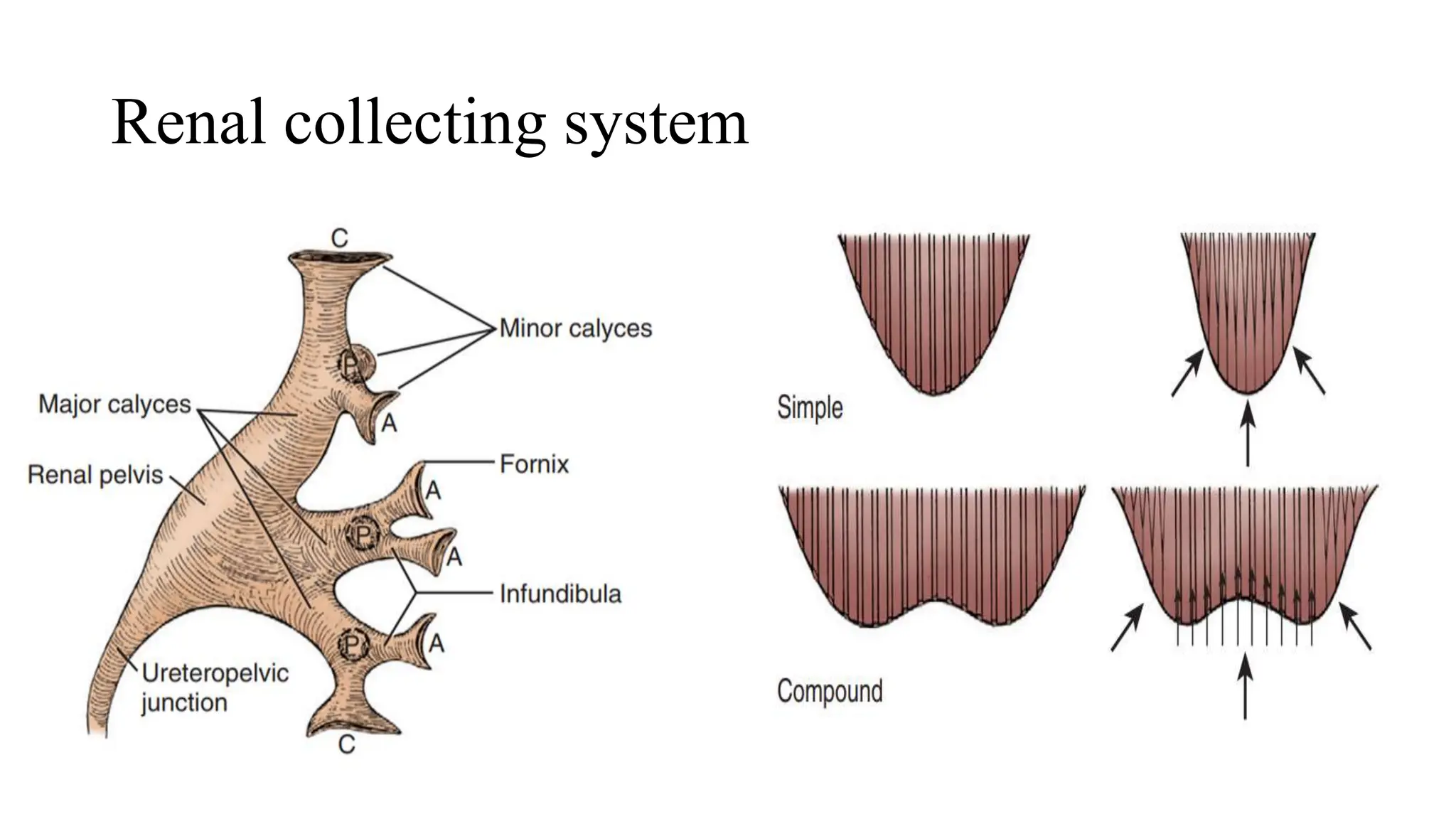 SURGICAL ANATOMY OF THE RETROPERITONEUM, ADRENALS, KIDNEYS AND URETERS.pptx
