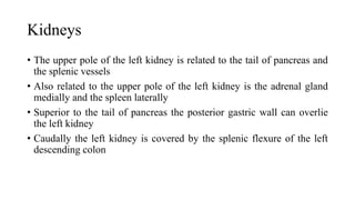 SURGICAL ANATOMY OF THE RETROPERITONEUM, ADRENALS, KIDNEYS AND URETERS.pptx