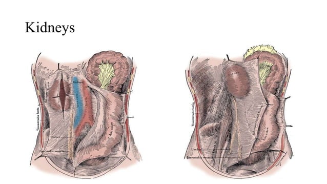 SURGICAL ANATOMY OF THE RETROPERITONEUM, ADRENALS, KIDNEYS AND URETERS.pptx