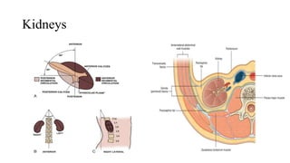 SURGICAL ANATOMY OF THE RETROPERITONEUM, ADRENALS, KIDNEYS AND URETERS.pptx
