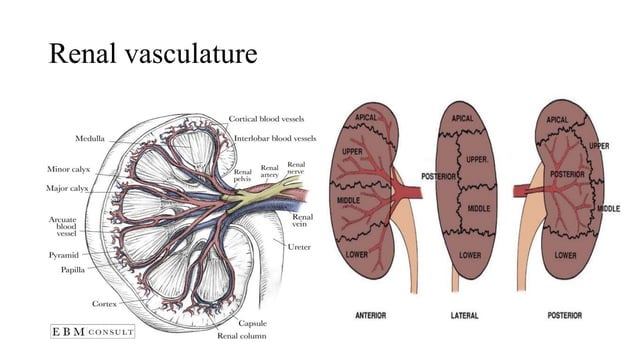 SURGICAL ANATOMY OF THE RETROPERITONEUM, ADRENALS, KIDNEYS AND URETERS.pptx