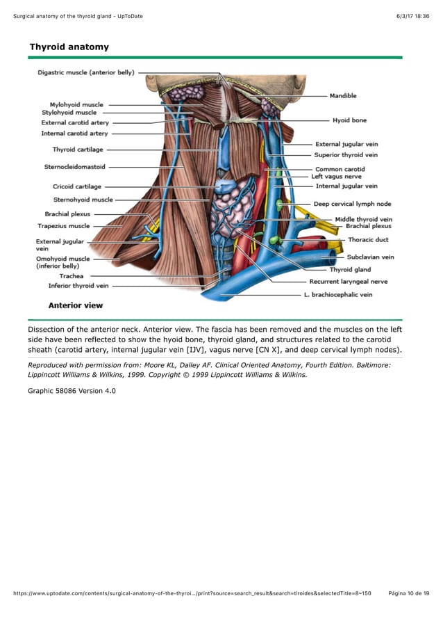 Surgical anatomy of the thyroid gland up todate | PDF