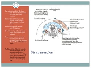 Surgical anatomy of the thyroid gland Dr NRS.pptx