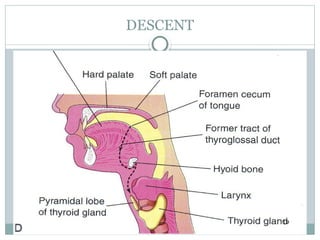 Surgical anatomy of the thyroid gland Dr NRS.pptx