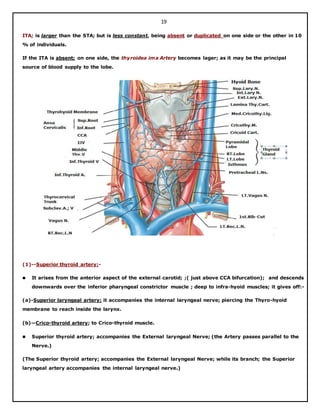 Thyroid Gland Anatomy Netter