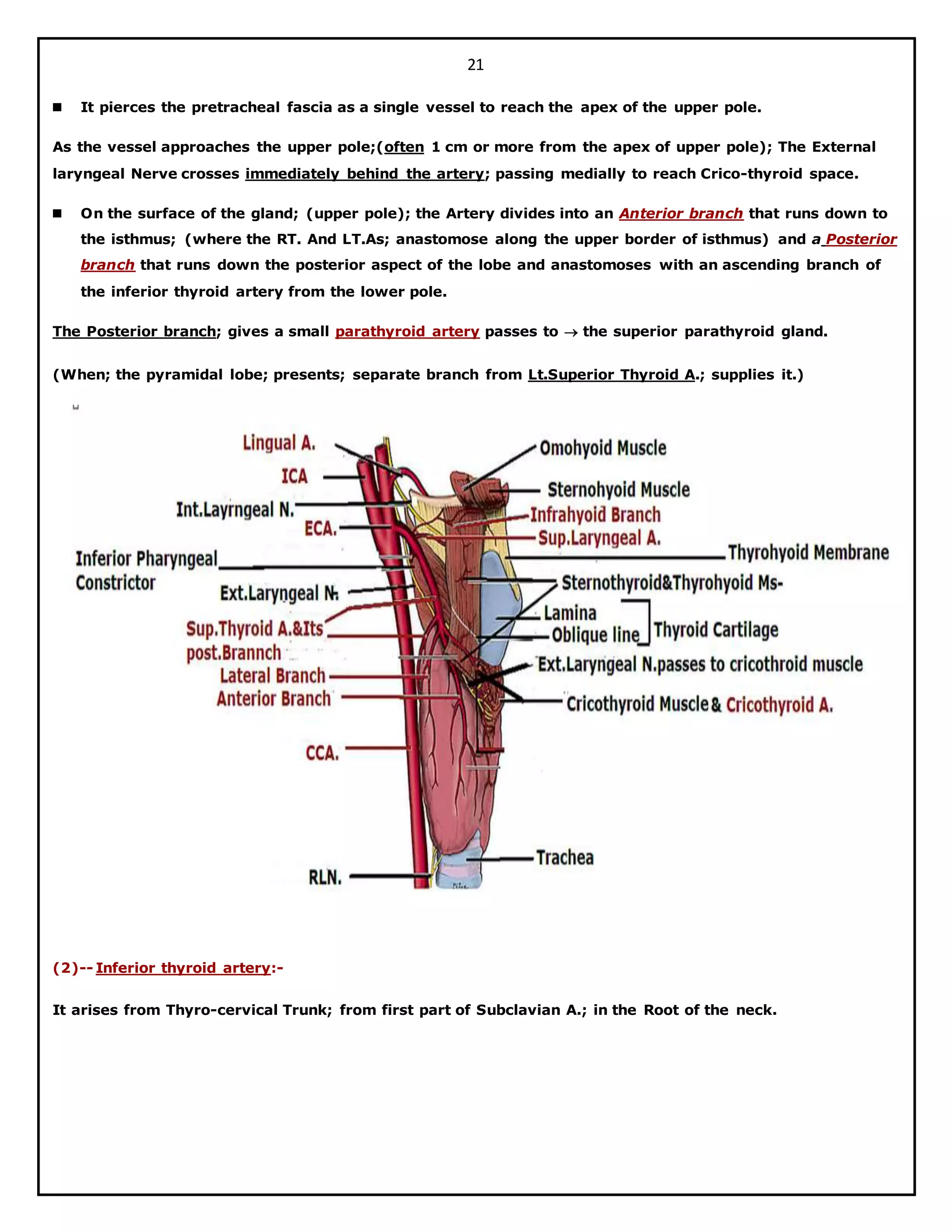 Surgical anatomy of thyroid and parathyroid glands. hazem el folldocx ...