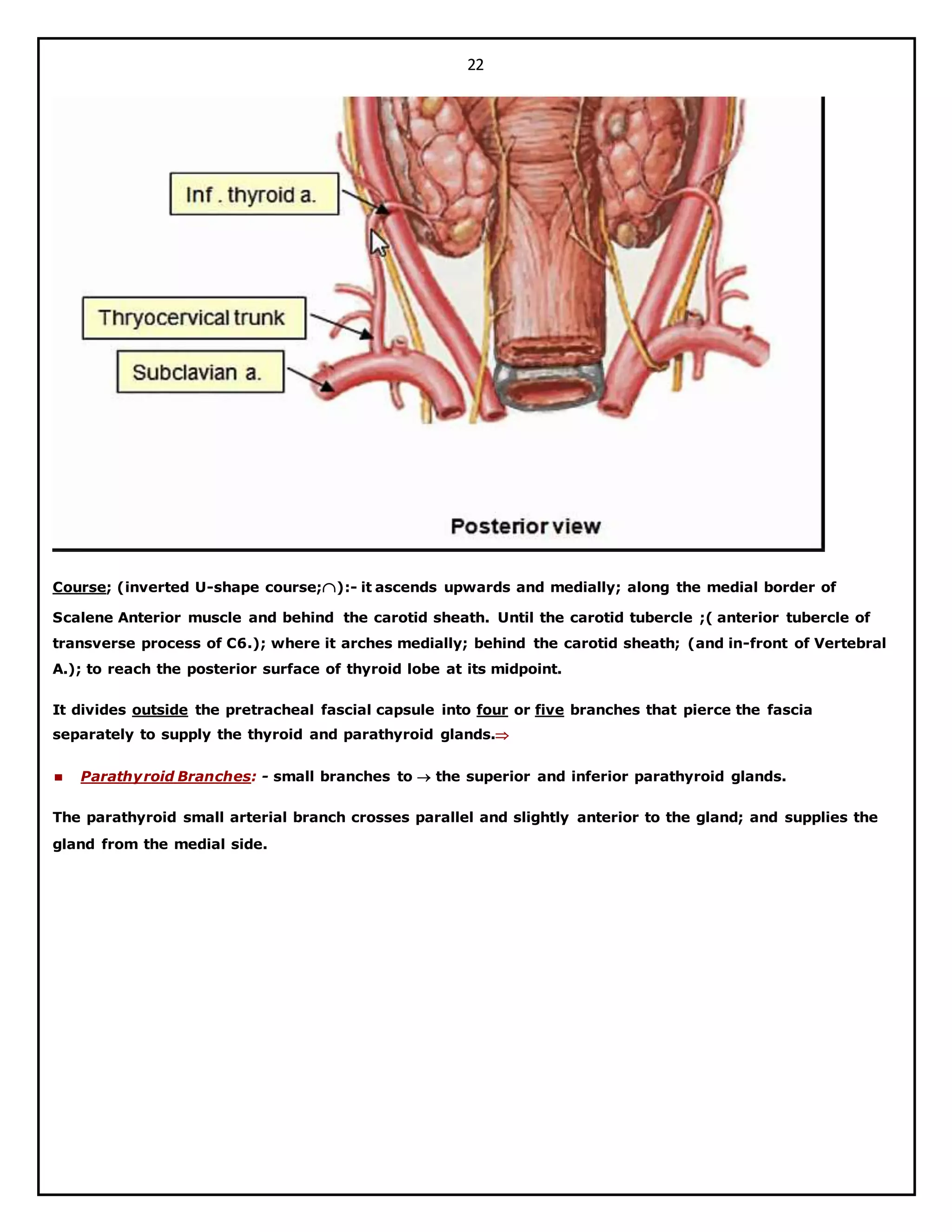 Surgical anatomy of thyroid and parathyroid glands. hazem el folldocx ...