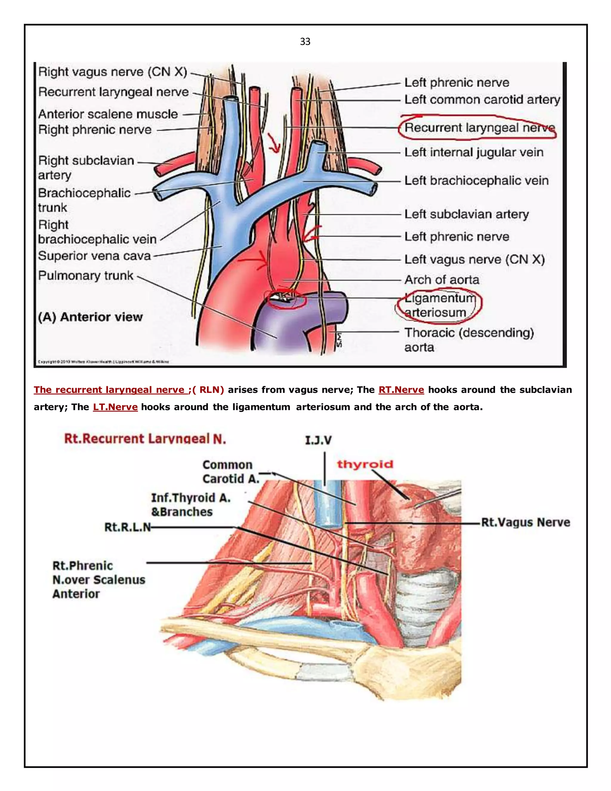 Surgical anatomy of thyroid and parathyroid glands. hazem el folldocx ...