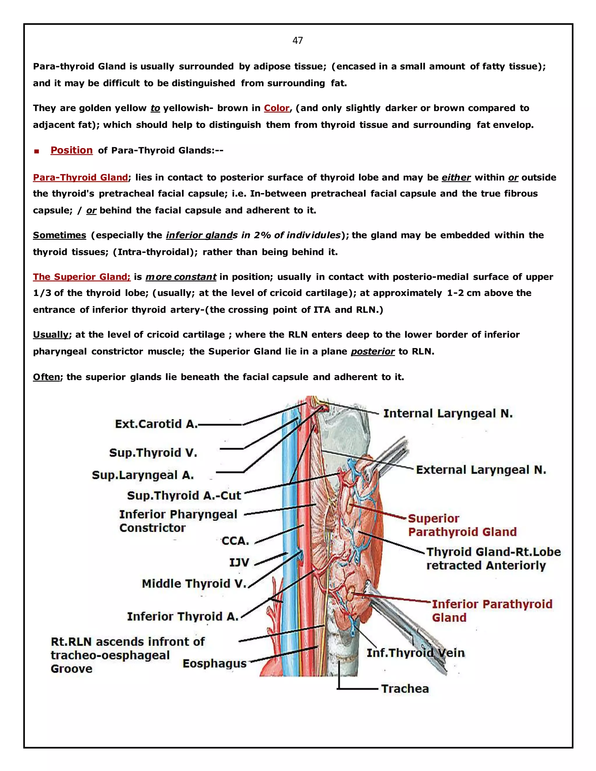 Surgical anatomy of thyroid and parathyroid glands. hazem el folldocx ...