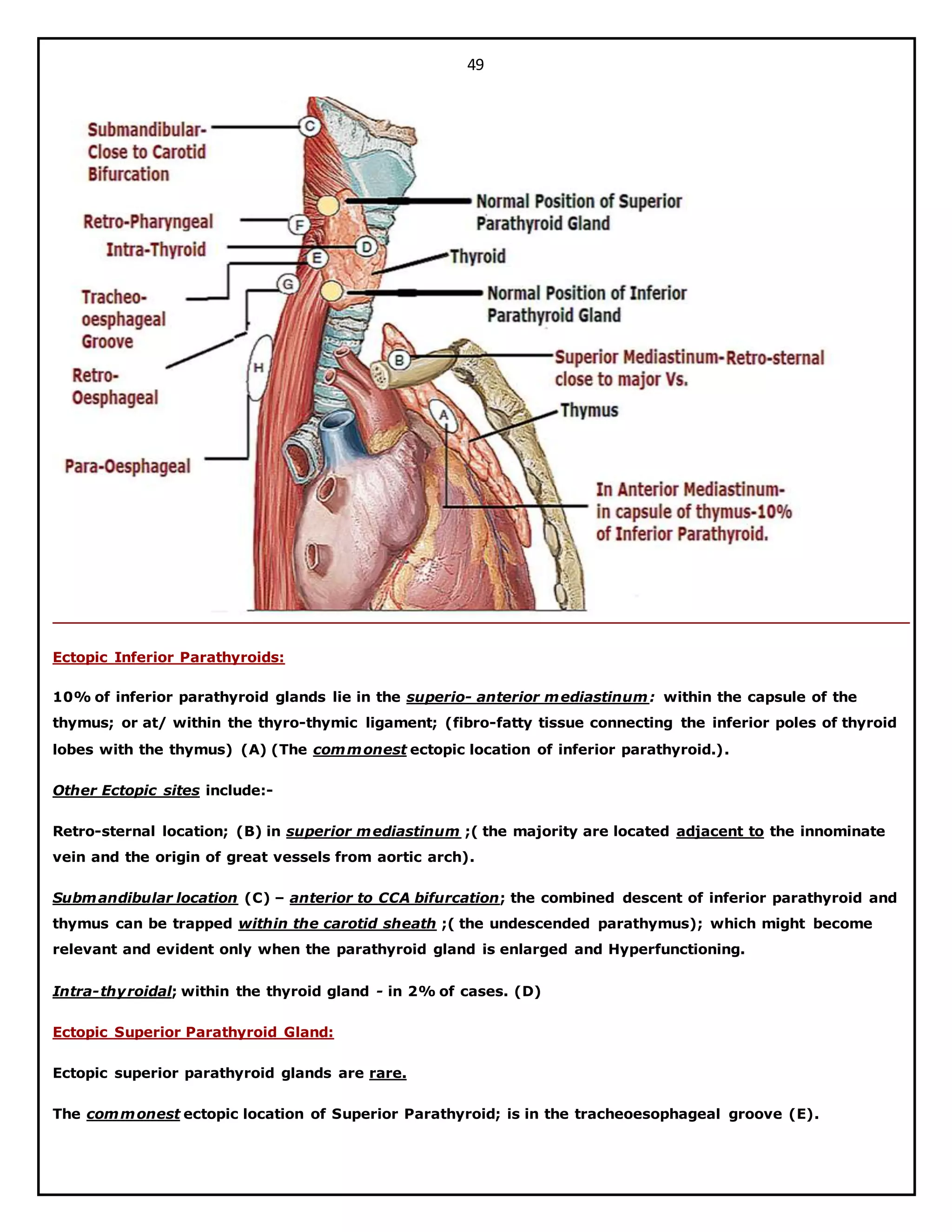Surgical anatomy of thyroid and parathyroid glands. hazem el folldocx ...