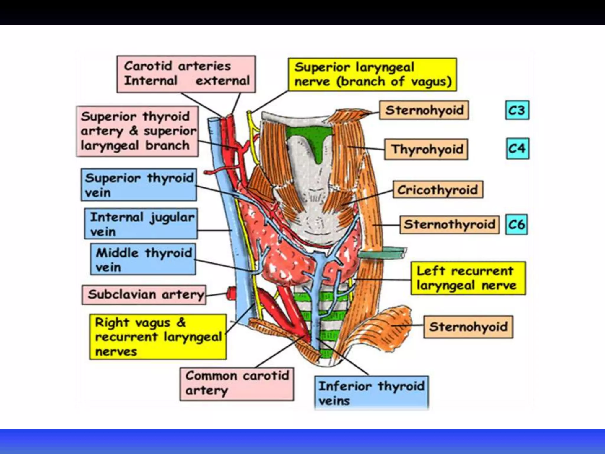 Surgical anatomy of thyroid gland | PPTX