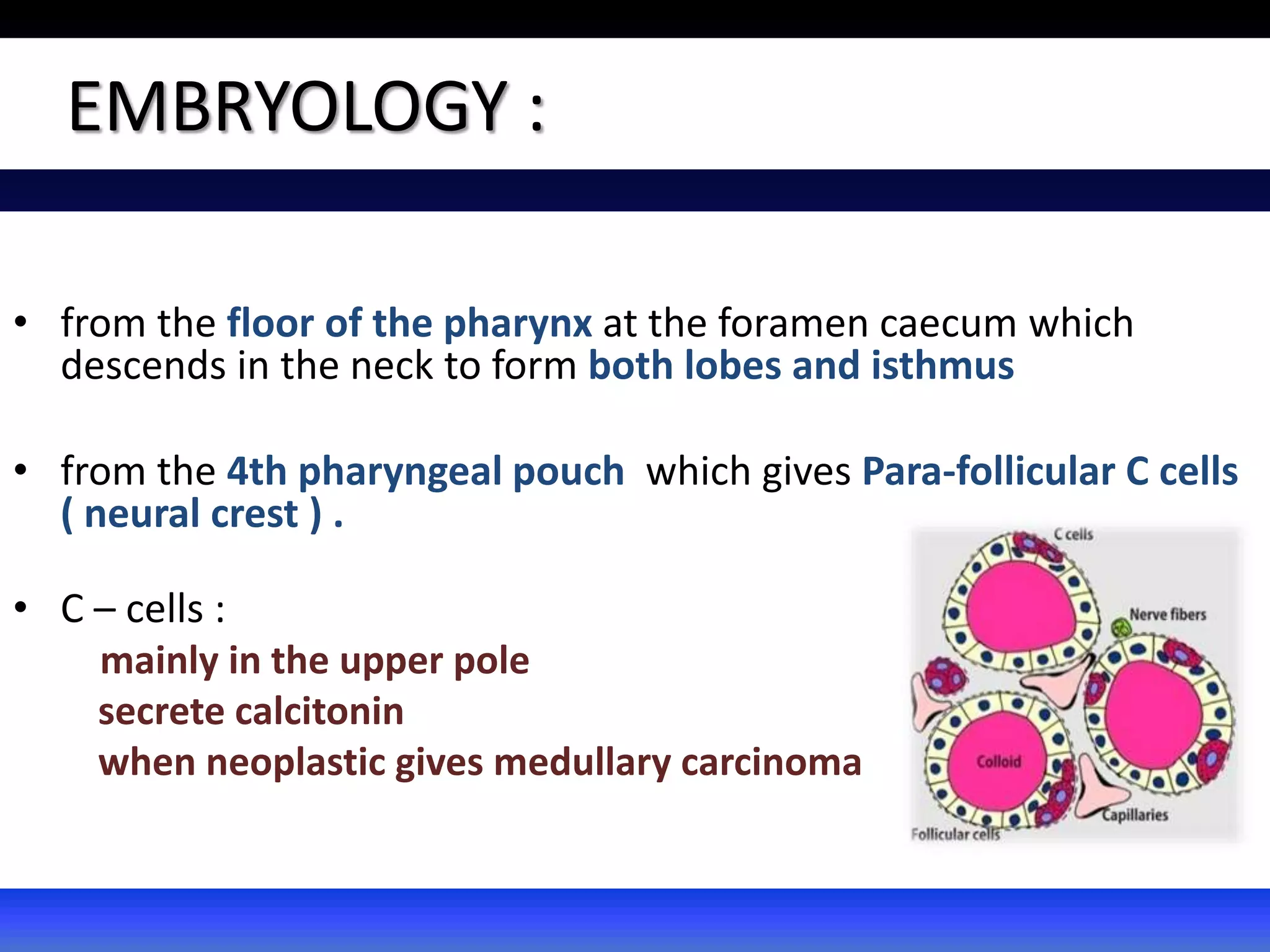 Surgical anatomy of thyroid gland | PPTX