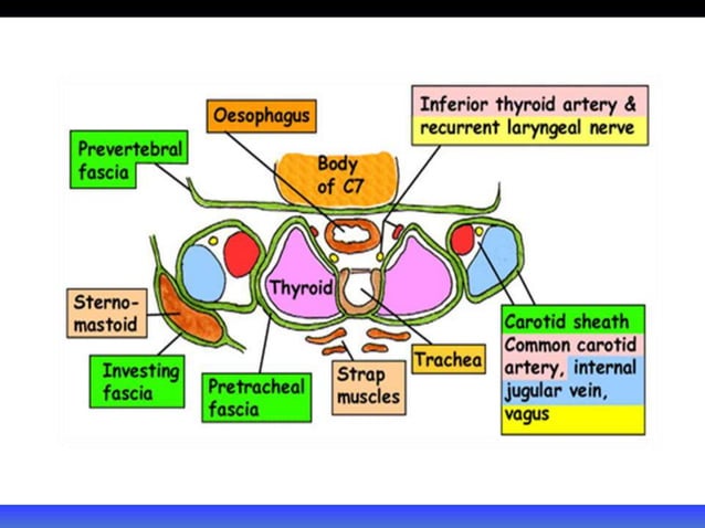 Surgical anatomy of thyroid gland | PPTX