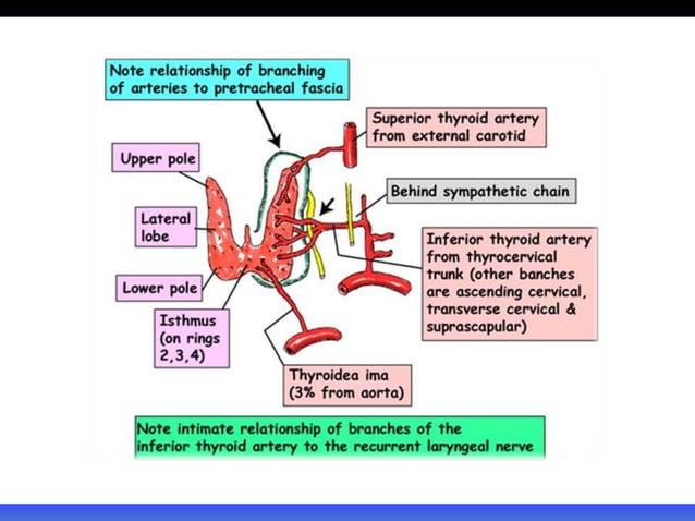 Surgical anatomy of thyroid gland | PPTX
