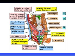 Surgical anatomy of thyroid gland | PPTX