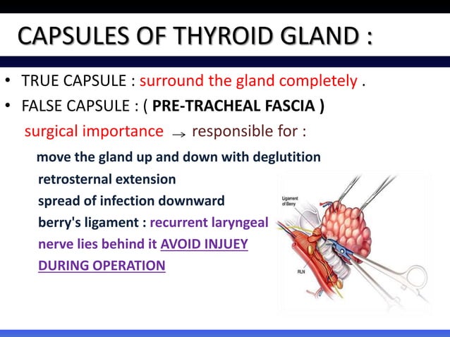 Surgical anatomy of thyroid gland | PPTX