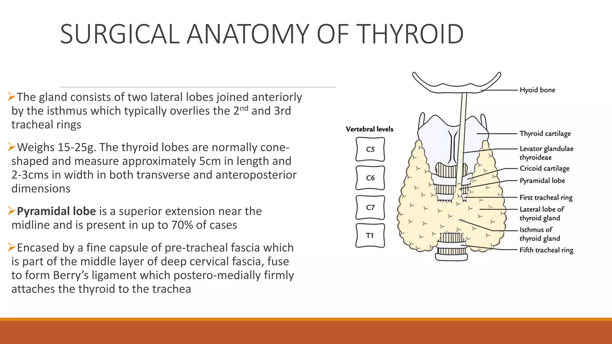 Isthmus Of Thyroid Gland Overlies The
