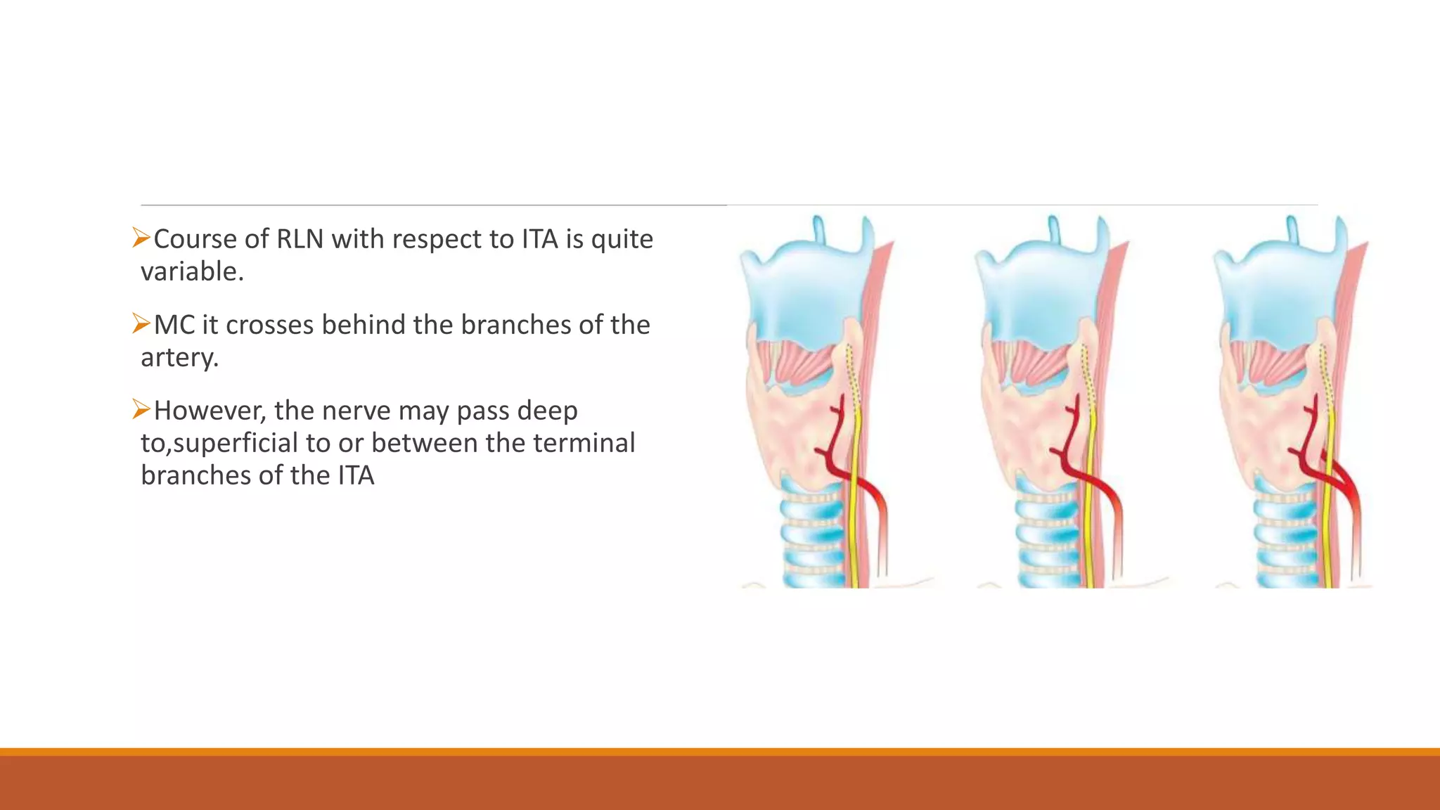Surgical anatomy of thyroid, tumours & complications | PPTX | Thyroid Disorders | Endocrine and ...