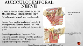 Surgical anatomy of tmj | PPTX