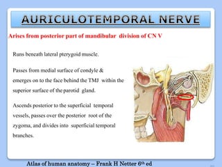Surgical anatomy of TMJ | PPTX | Death, Injury, or Military Conflict ...