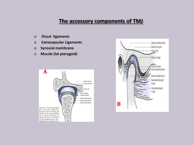 Surgical anatomy of temporomandibular joint | PPTX | Bone and Joint ...