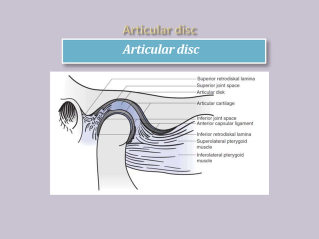 Surgical anatomy of temporomandibular joint | PPTX | Bone and Joint ...