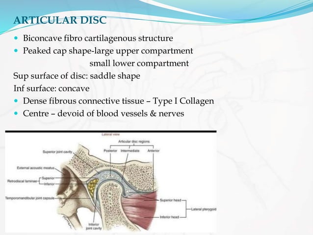 Surgical anatomy of tmj & its approaches | PPT | Bone and Joint ...