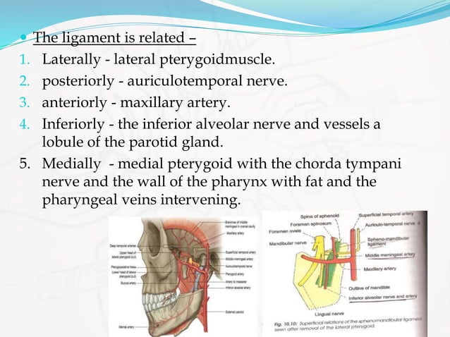 Surgical anatomy of tmj & its approaches | PPT | Bone and Joint ...