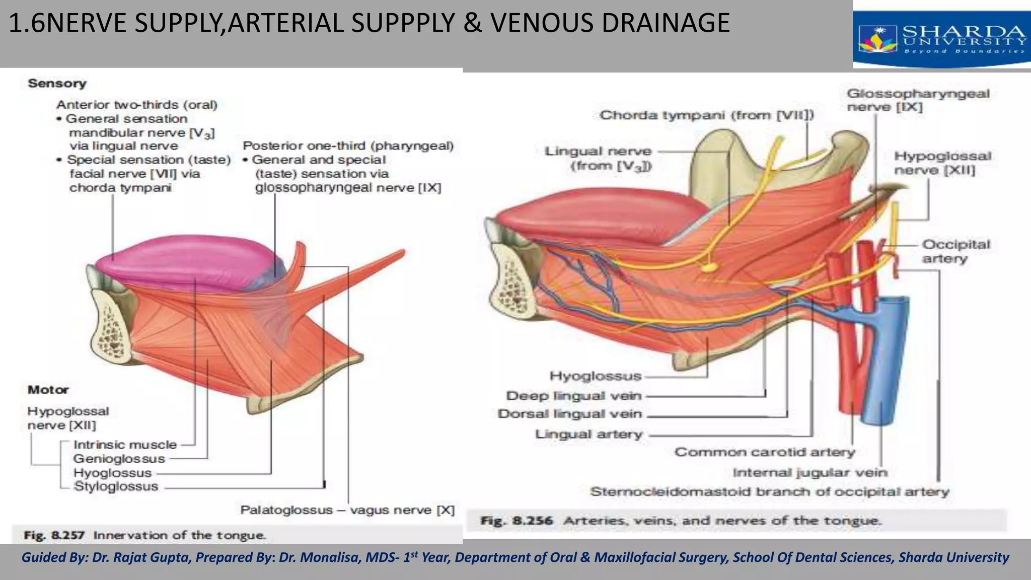 Surgical Anatomy of Tongue.pptx