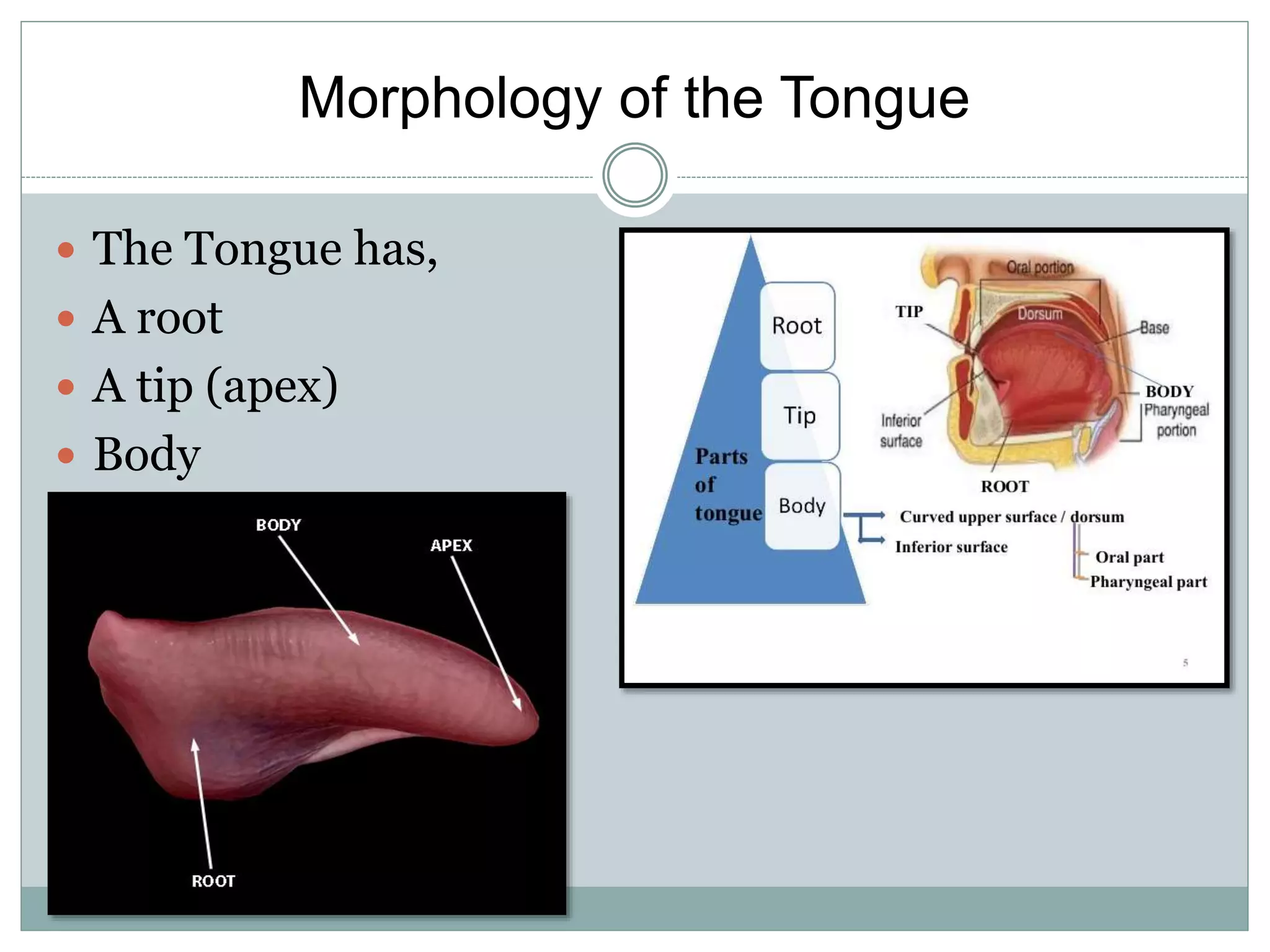 Surgical anatomy of tongue | PPTX