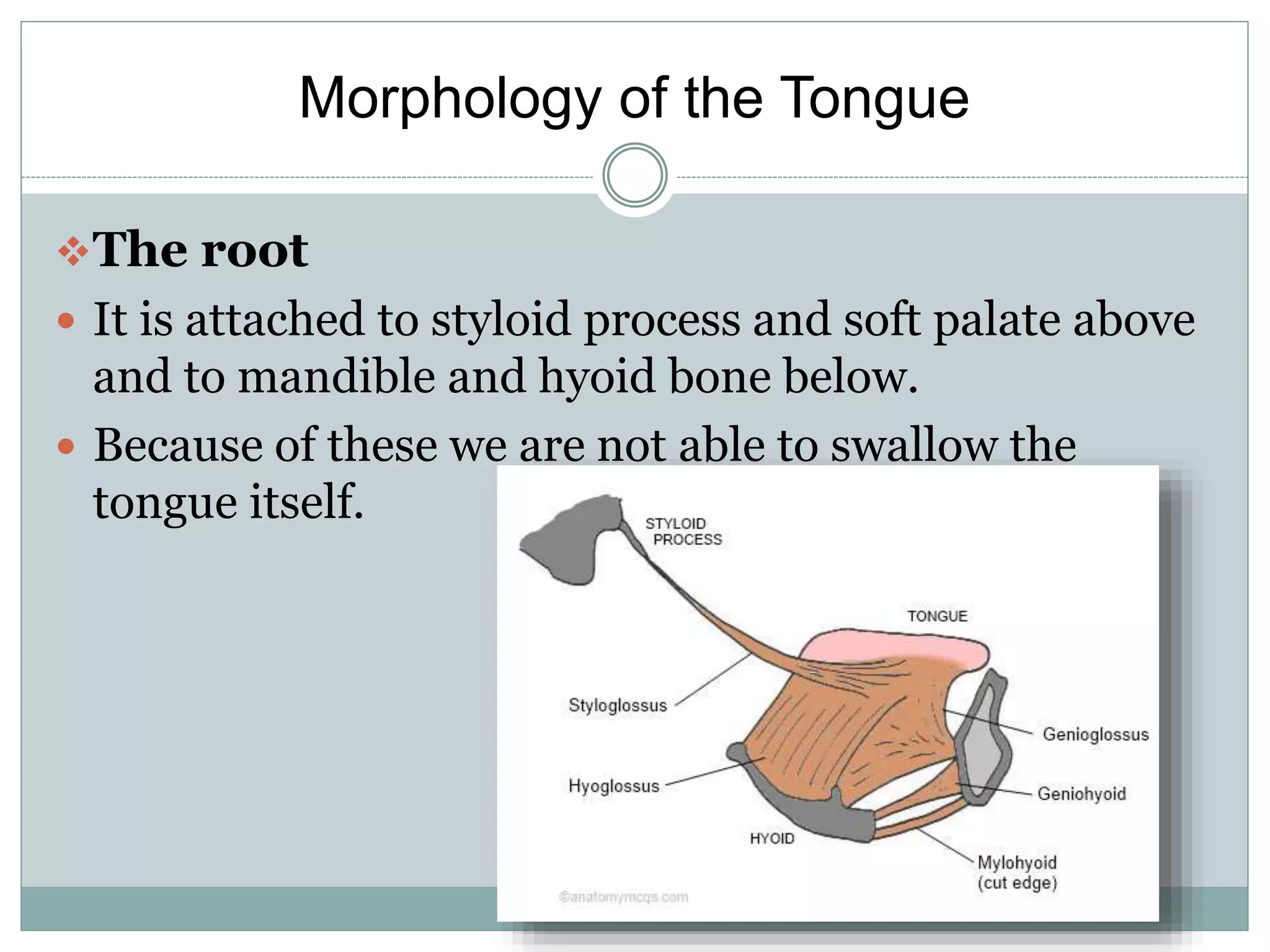 Surgical anatomy of tongue | PPTX