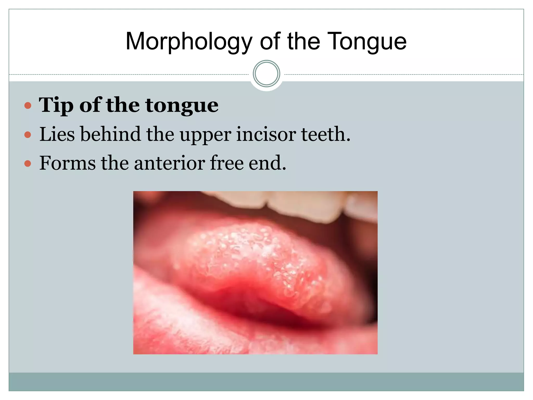 Surgical anatomy of tongue | PPTX