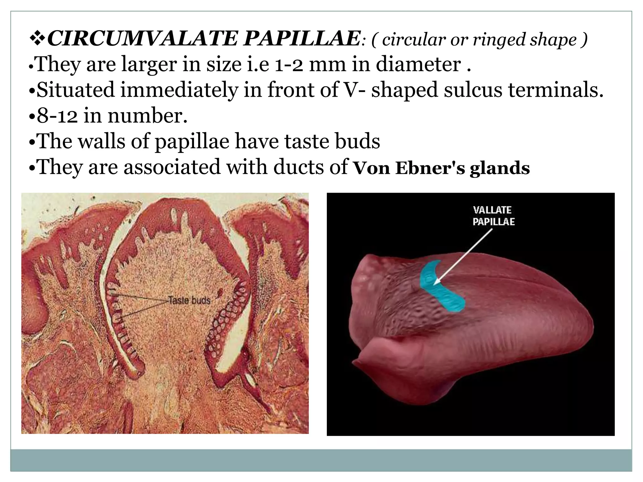 Surgical anatomy of tongue | PPTX