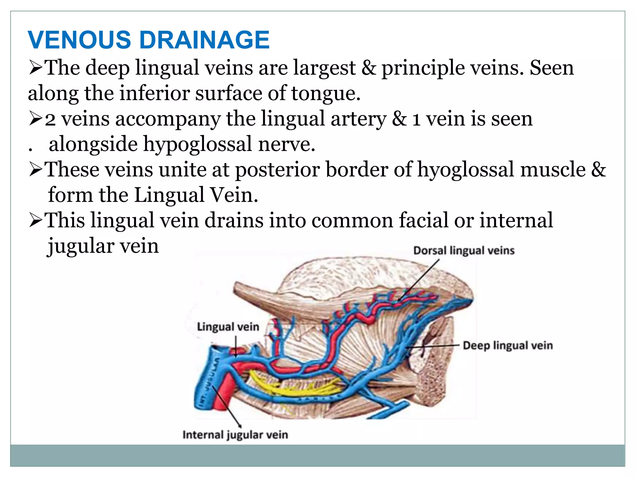 Surgical anatomy of tongue | PPTX