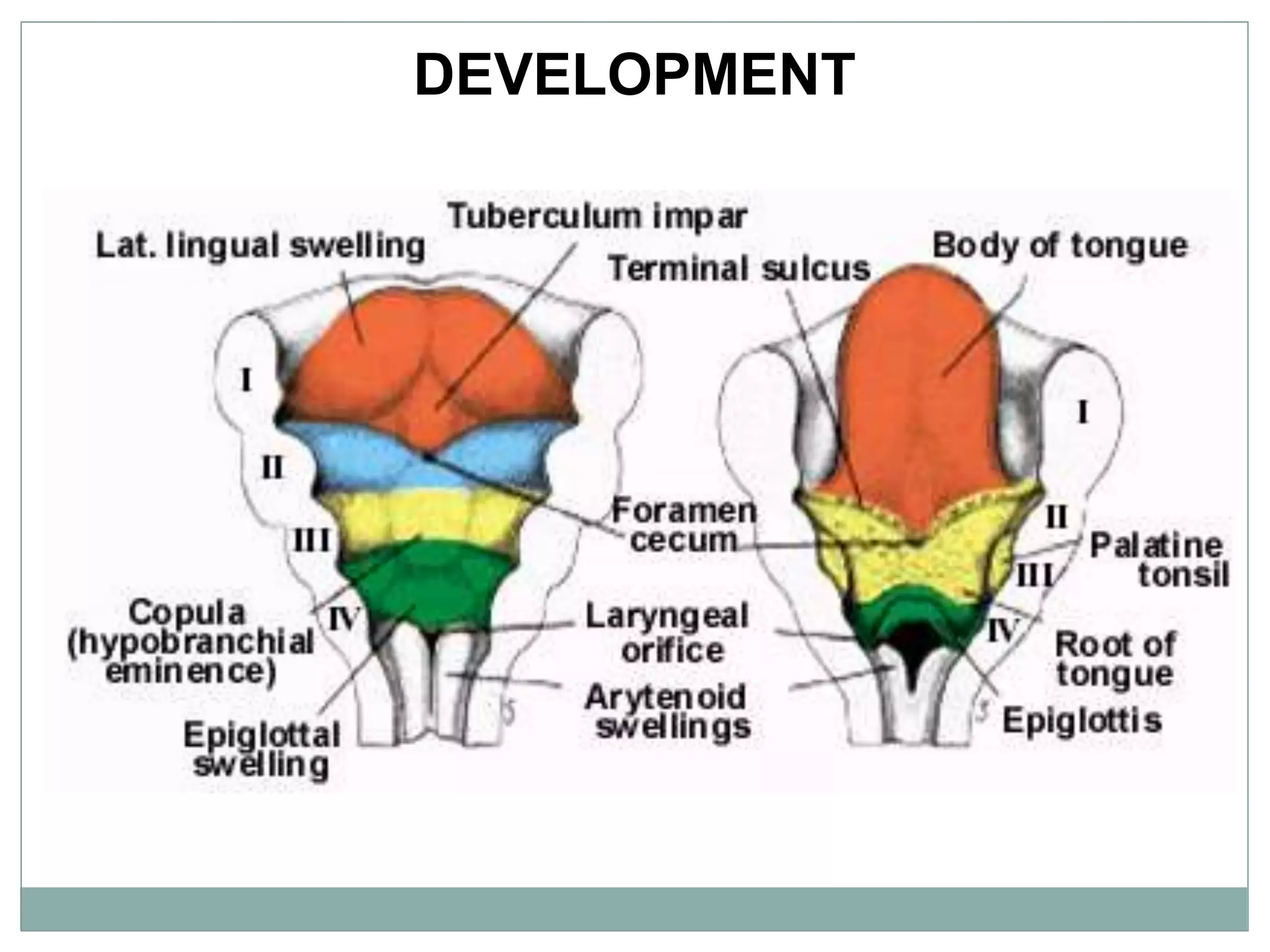Surgical anatomy of tongue | PPTX
