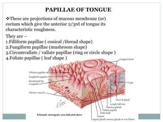 Surgical anatomy of tongue | PPTX