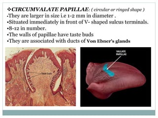 Surgical anatomy of tongue | PPTX