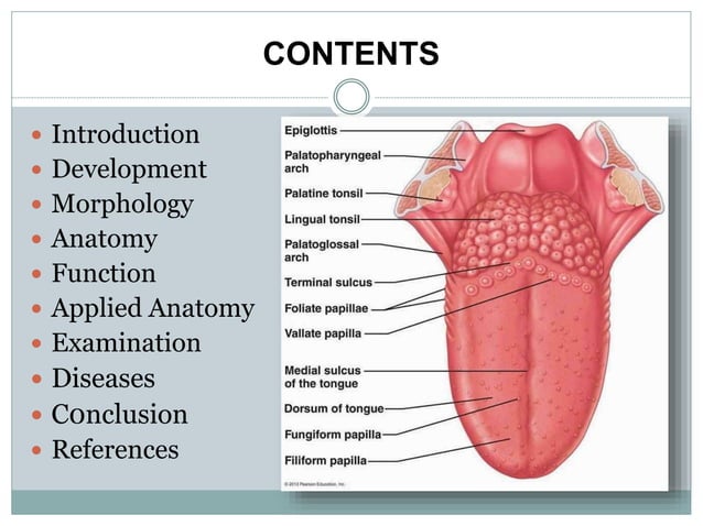 Surgical anatomy of tongue | PPTX | Ear, Nose and Throat Conditions ...