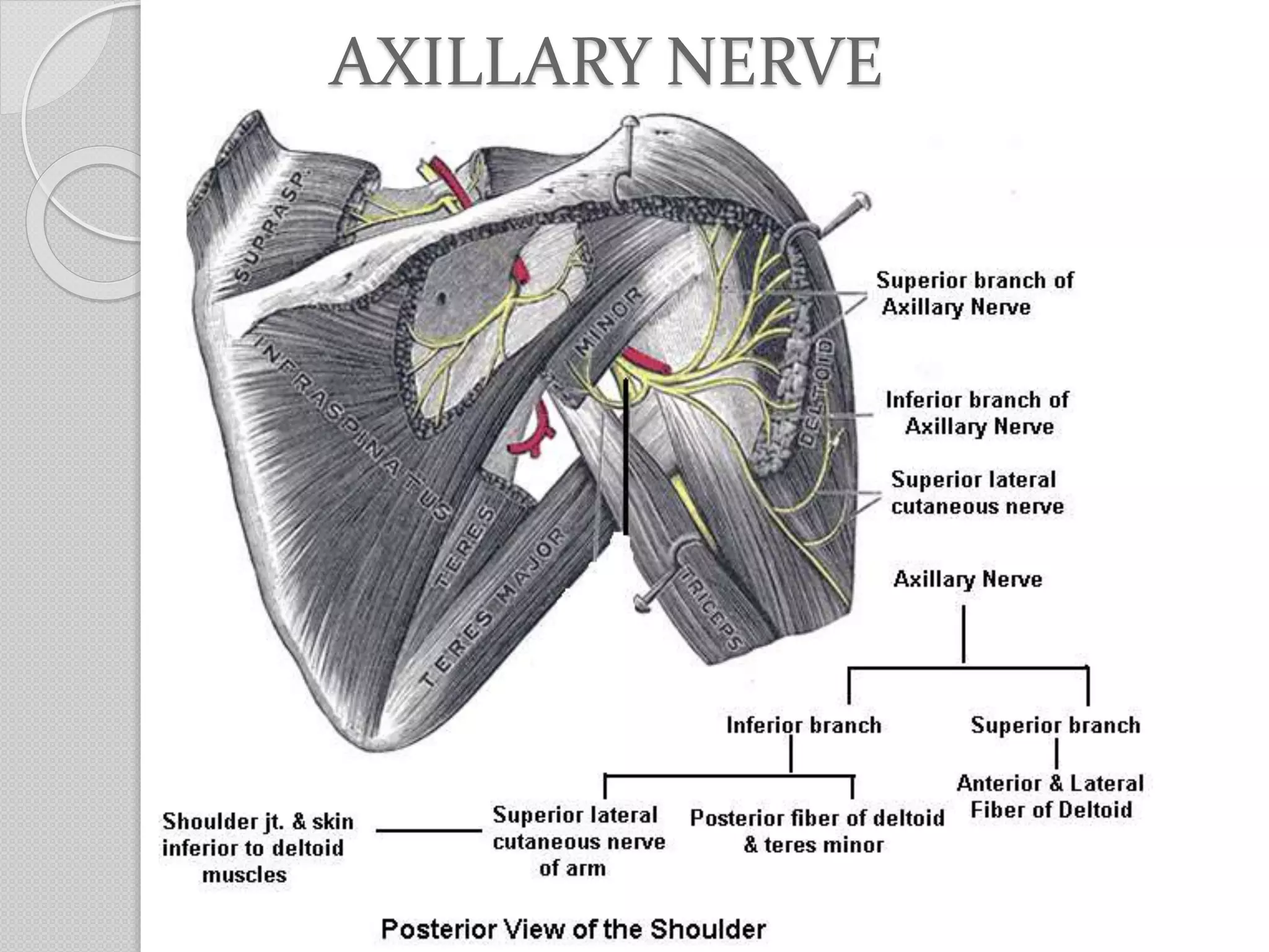 Surgical anatomy of upper limb nerves and plexus | PPTX