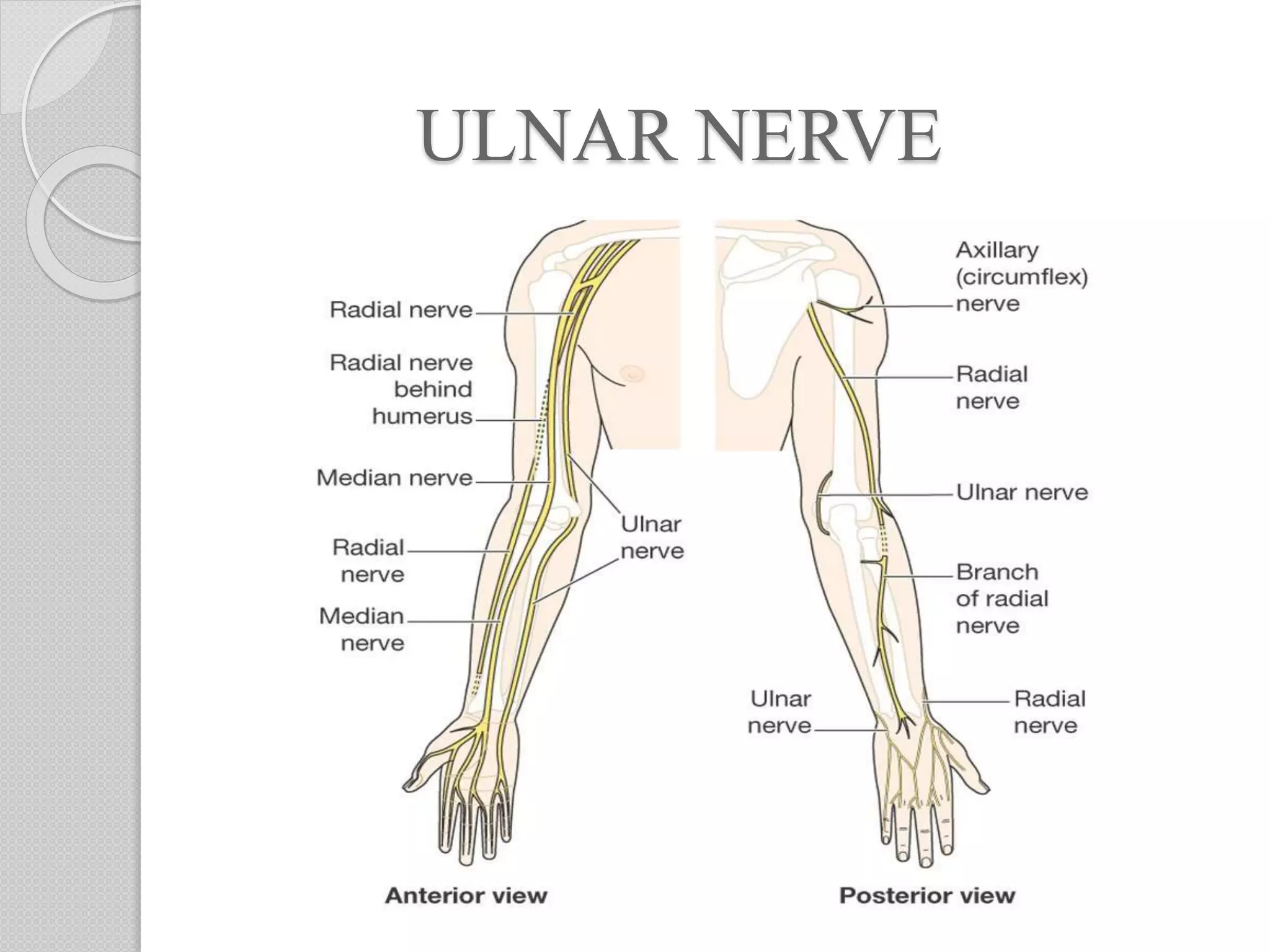 Surgical anatomy of upper limb nerves and plexus | PPTX