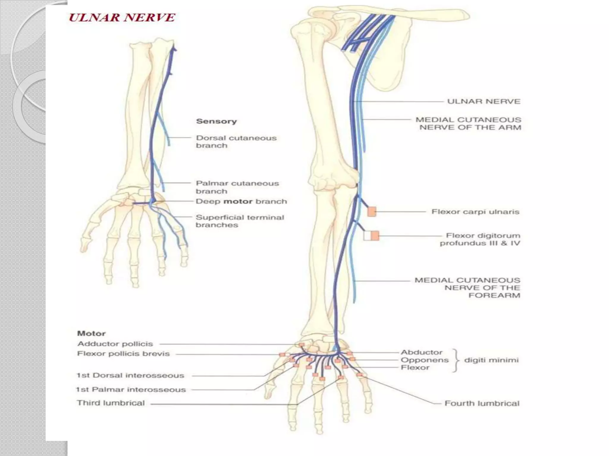 Surgical anatomy of upper limb nerves and plexus | PPTX