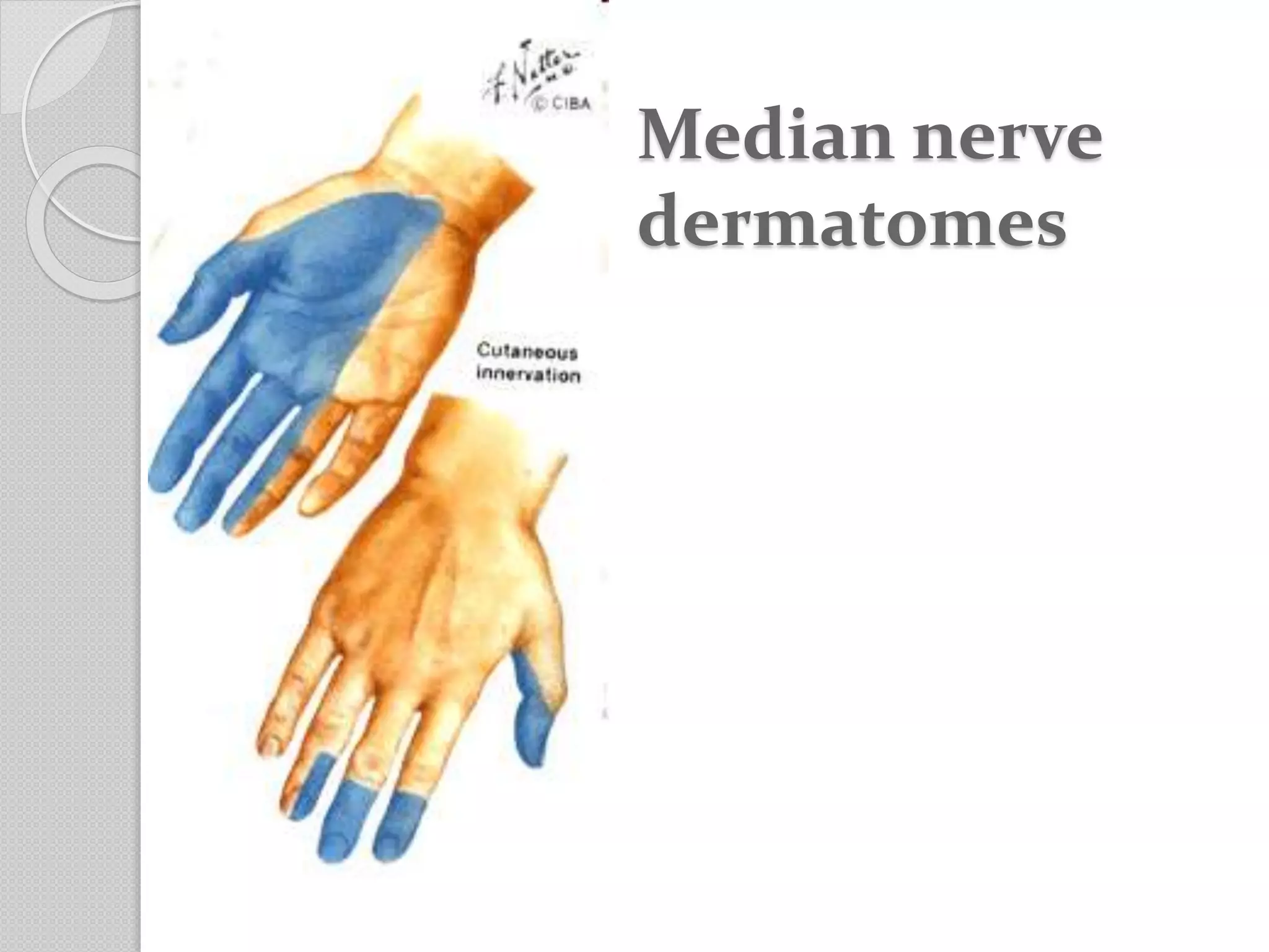 Surgical anatomy of upper limb nerves and plexus | PPTX