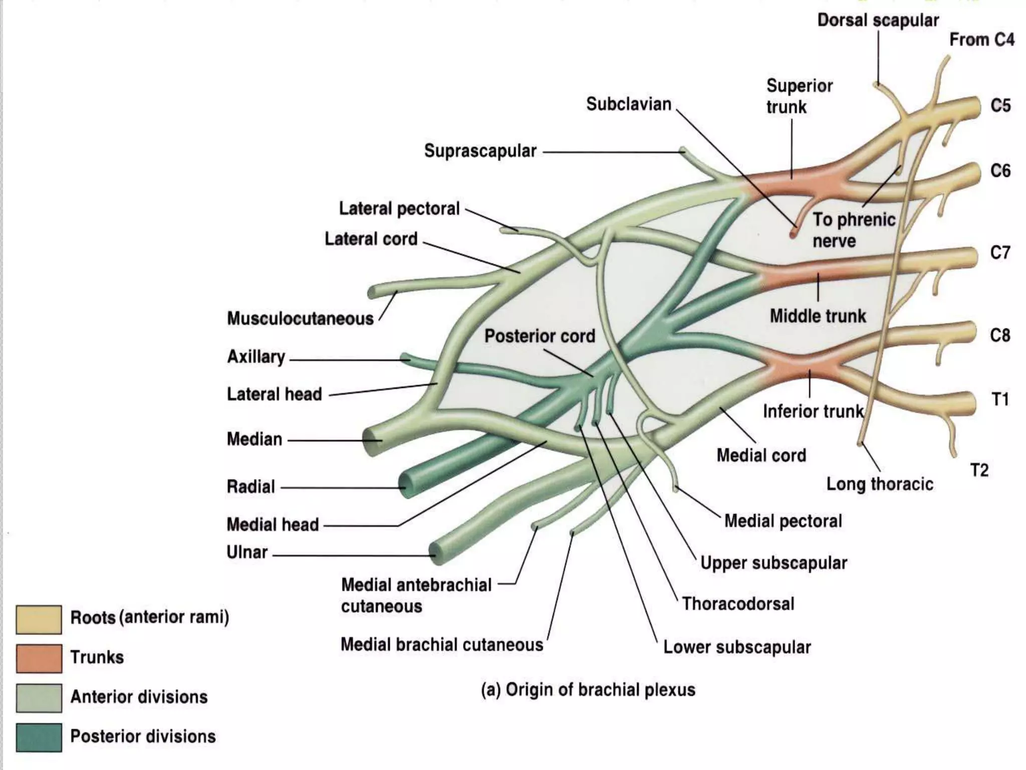 Surgical anatomy of upper limb nerves and plexus | PPTX